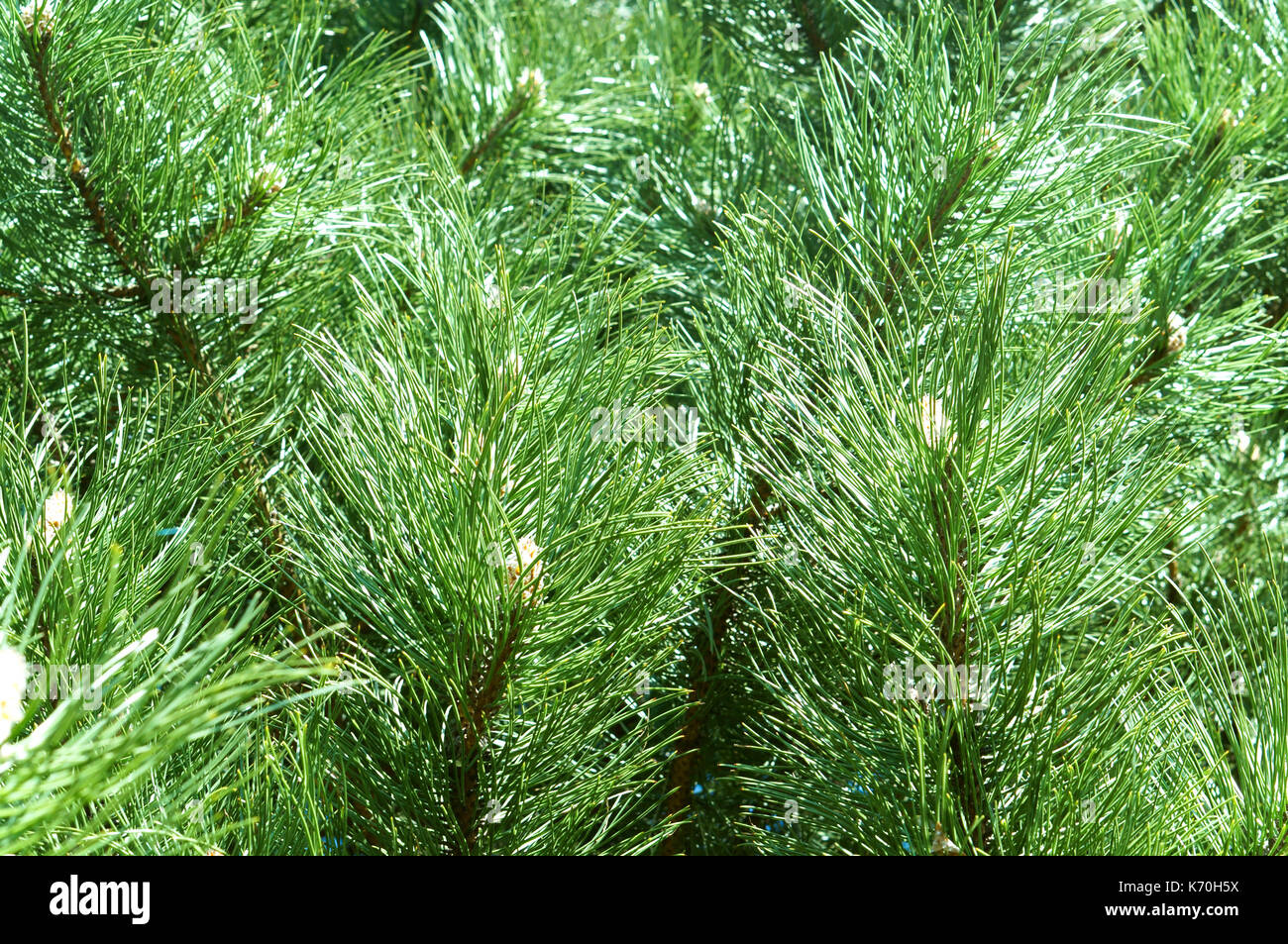 Black cone spruce branch hi-res stock photography and images - Alamy