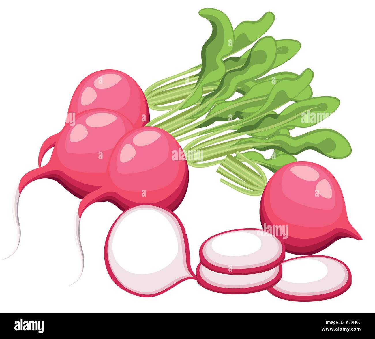Radishes - illustration of radishes isolated on white background Flat ...