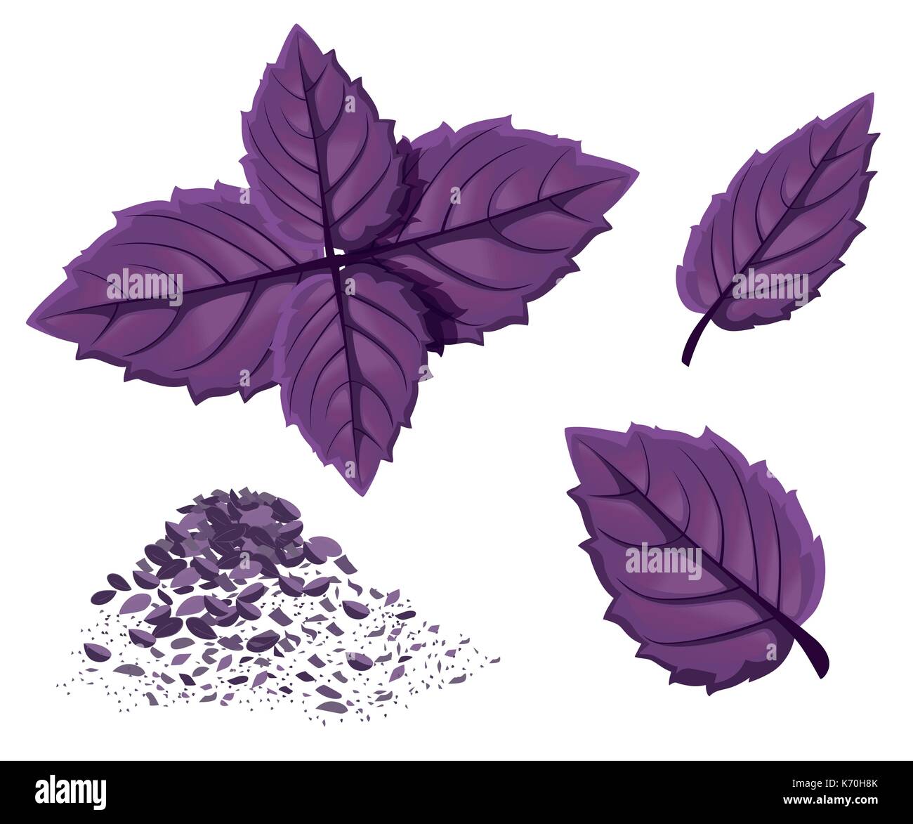 Green basil. Vector isolated spice herb leaves icon. Vector emblem of ...