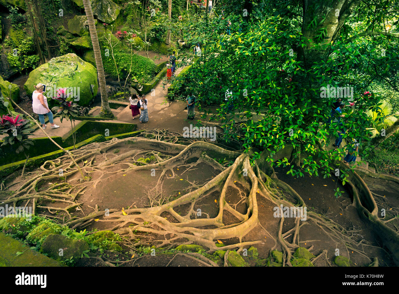 Bali, Indonesia - July 06, 2017. Roots of a tree textured background ...