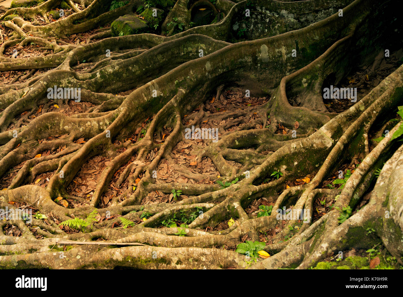 Roots of a tree textured background Stock Photo - Alamy