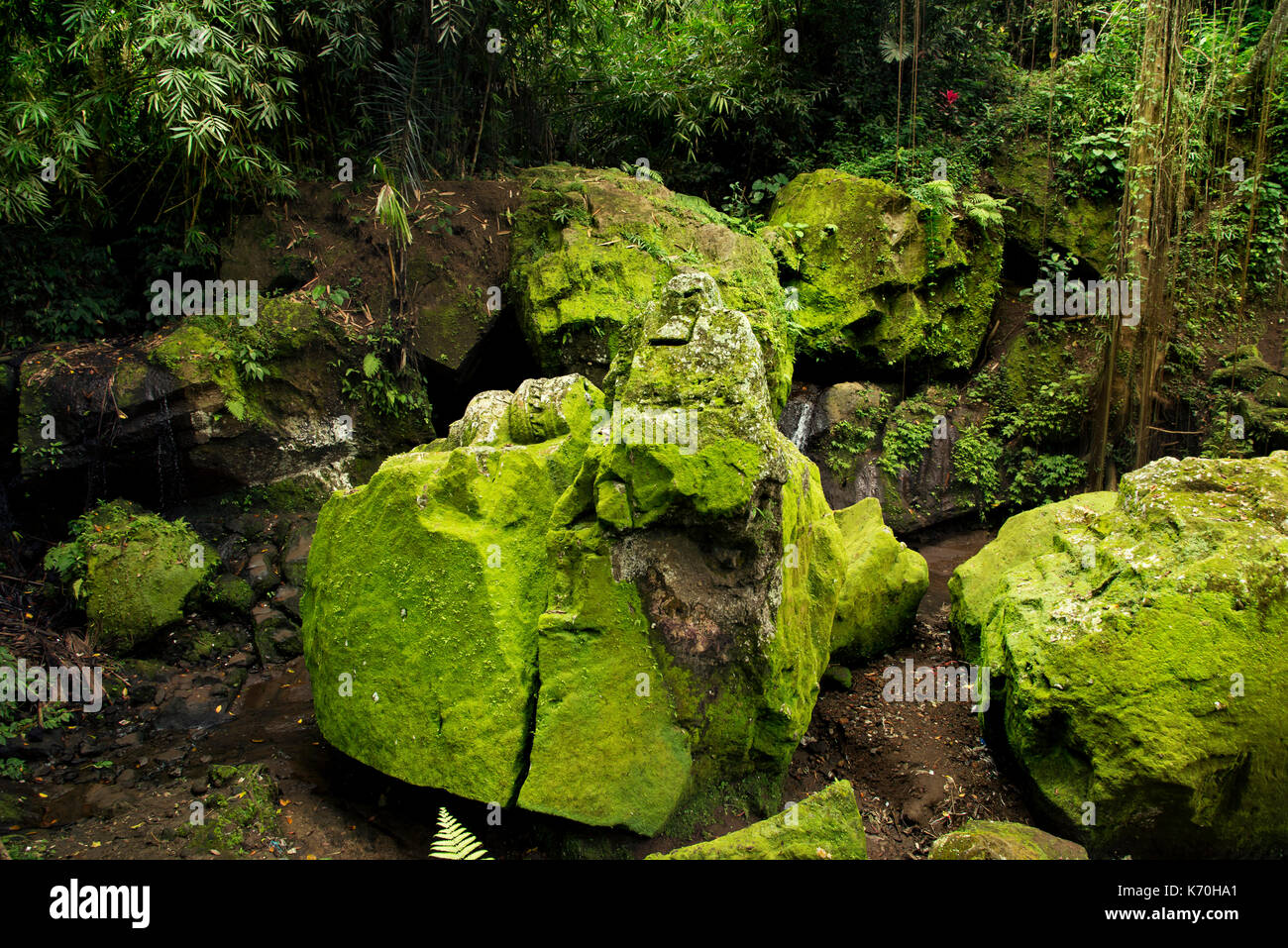 Rocks with moss at Tropical rain forest in Indonesia Bali Stock Photo ...
