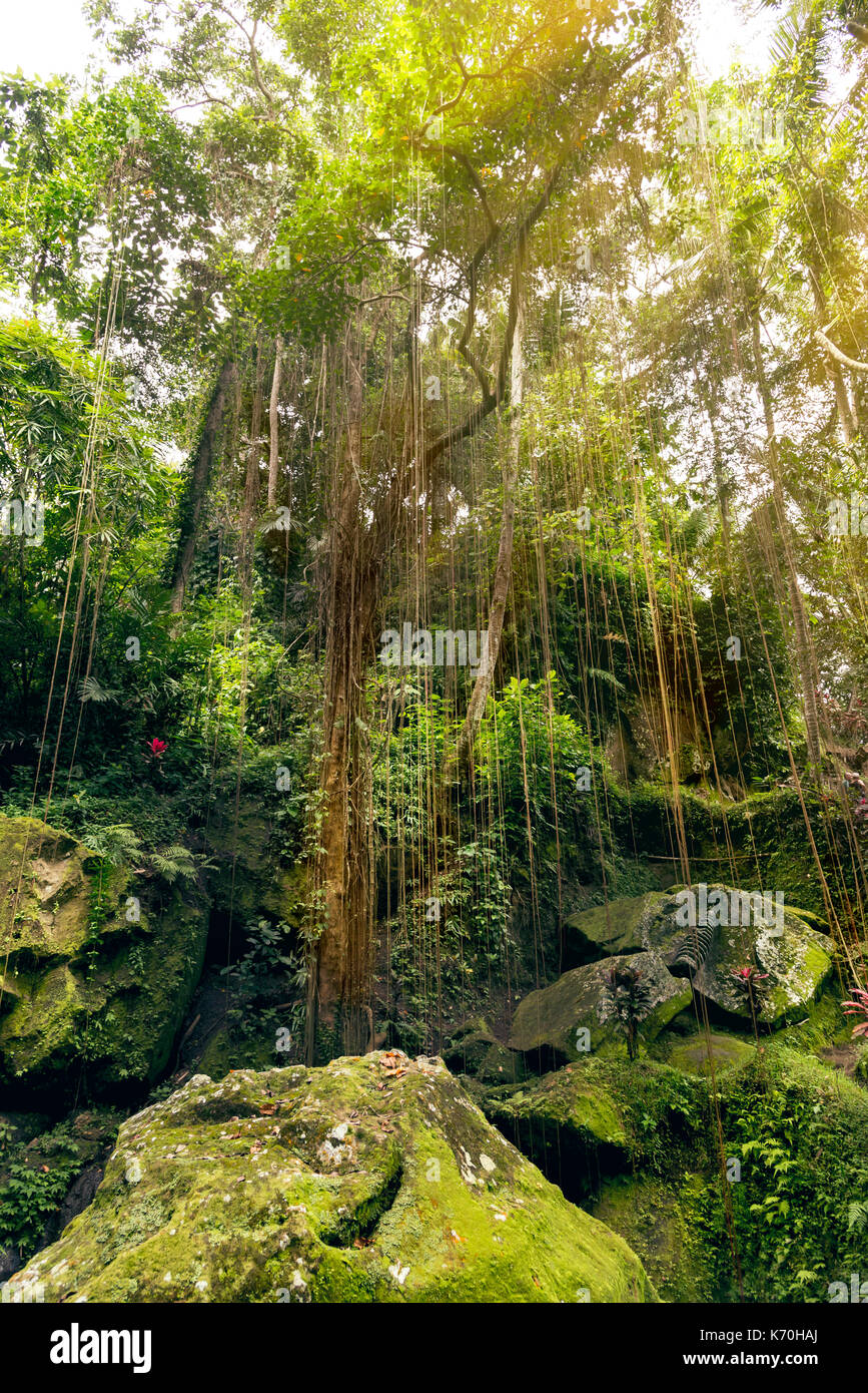 Tropical rain forest in Indonesia Bali Stock Photo - Alamy