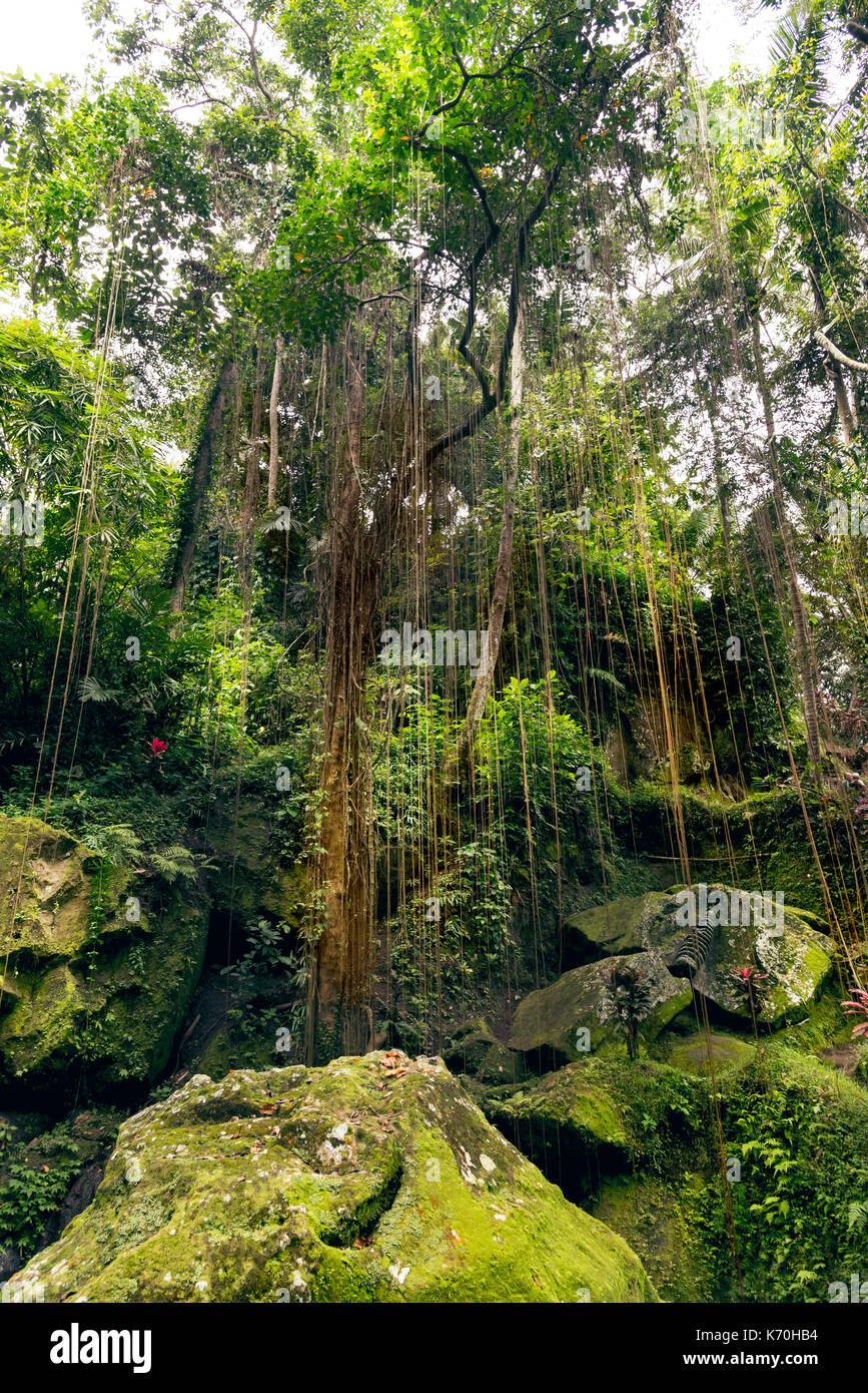 Tropical rain forest in Indonesia Bali Stock Photo - Alamy