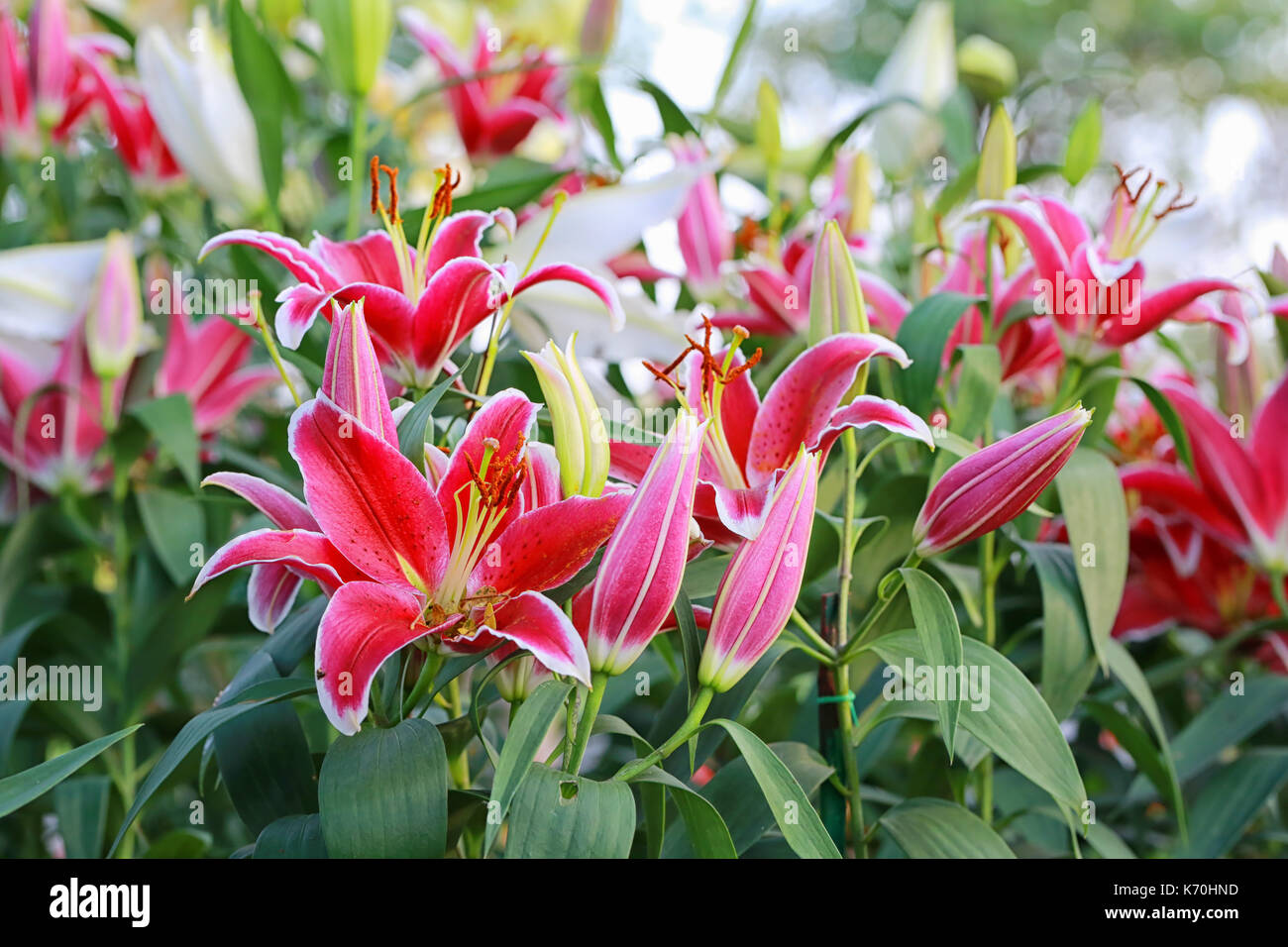 Lily flower of Pink color bloom in the garden Stock Photo - Alamy