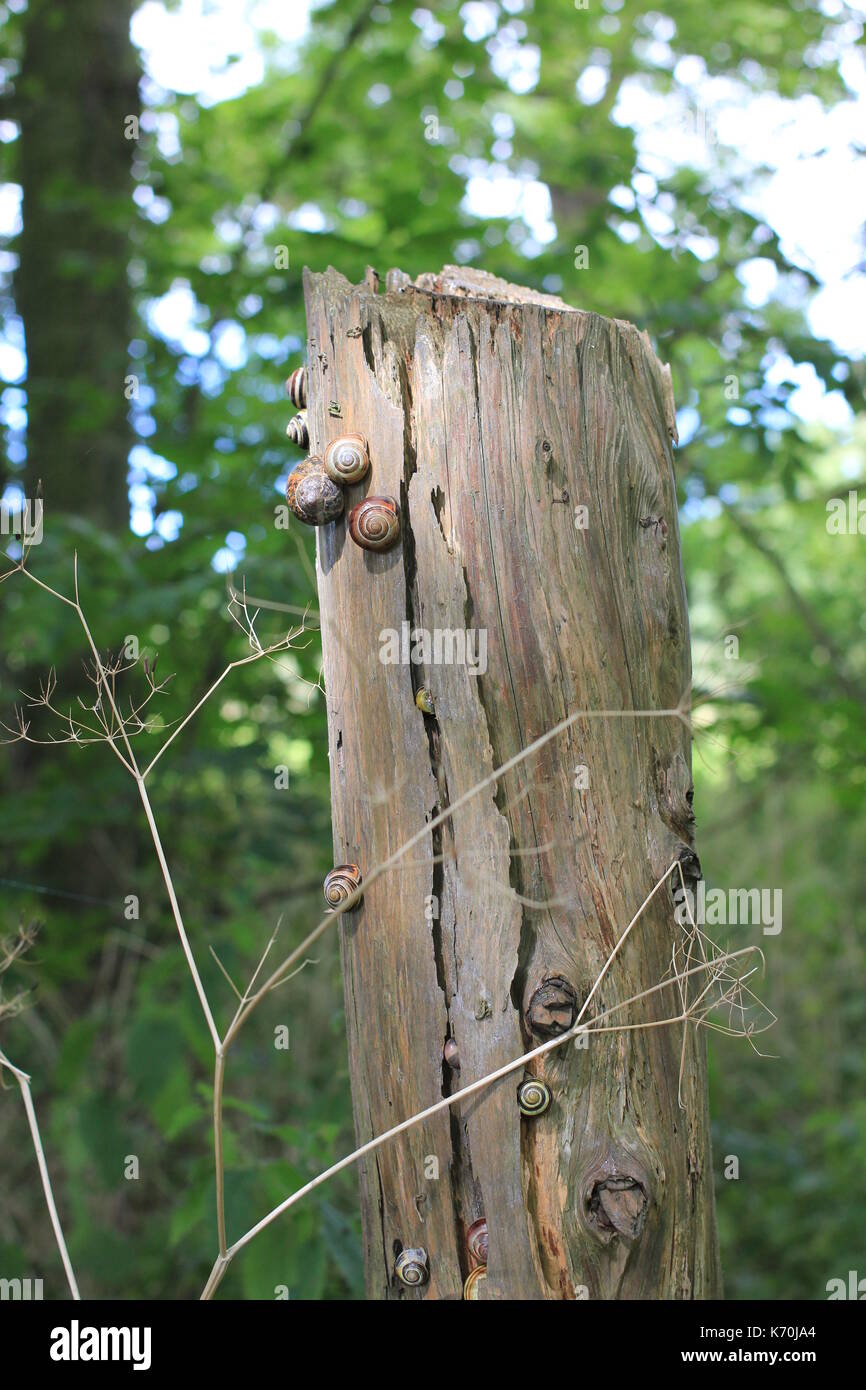 Tyrian purple snails hi-res stock photography and images - Alamy