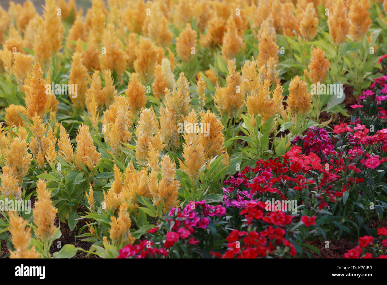Celosia argentea flower hi-res stock photography and images - Alamy