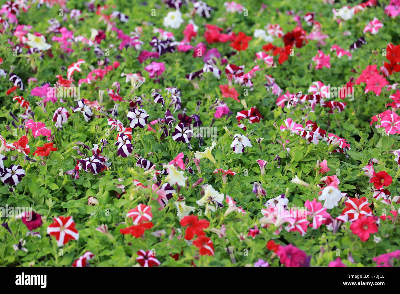 Petunia mix hi-res stock photography and images - Alamy