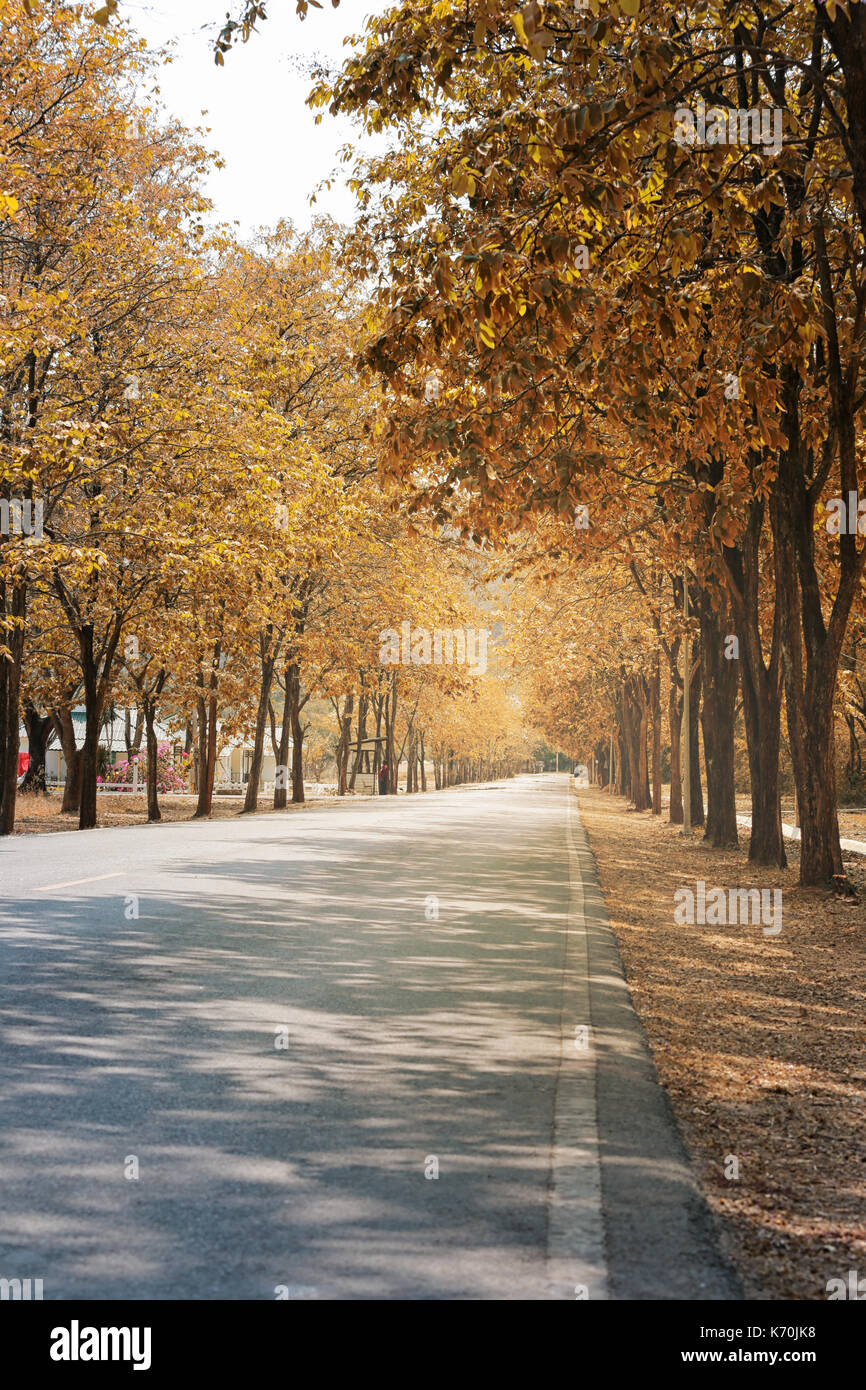 Street and public park in autumn colors for Natural backdrop design ...