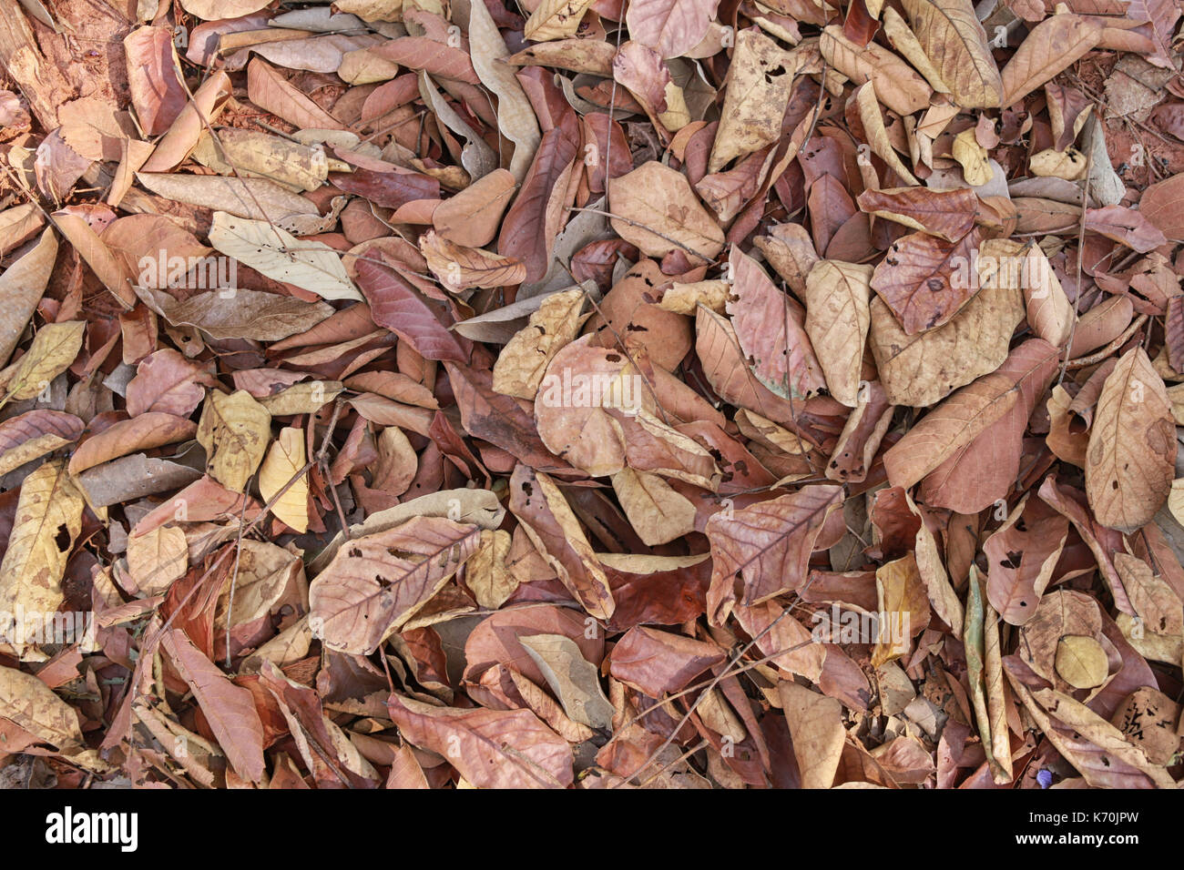 Dry leaves background for design nature backdrop Stock Photo - Alamy