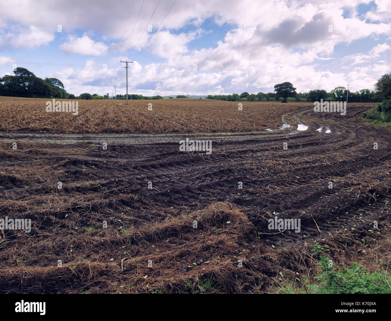 Potato field ireland hi-res stock photography and images - Alamy