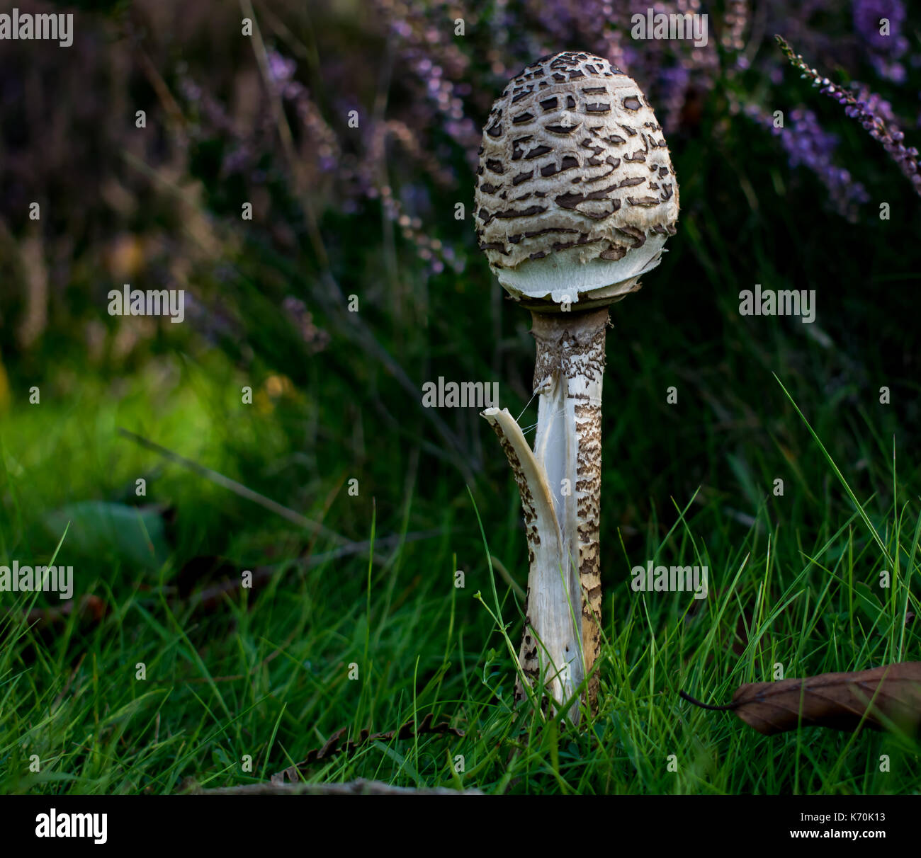 Fungal Mycelium Stock Photos & Fungal Mycelium Stock Images - Alamy