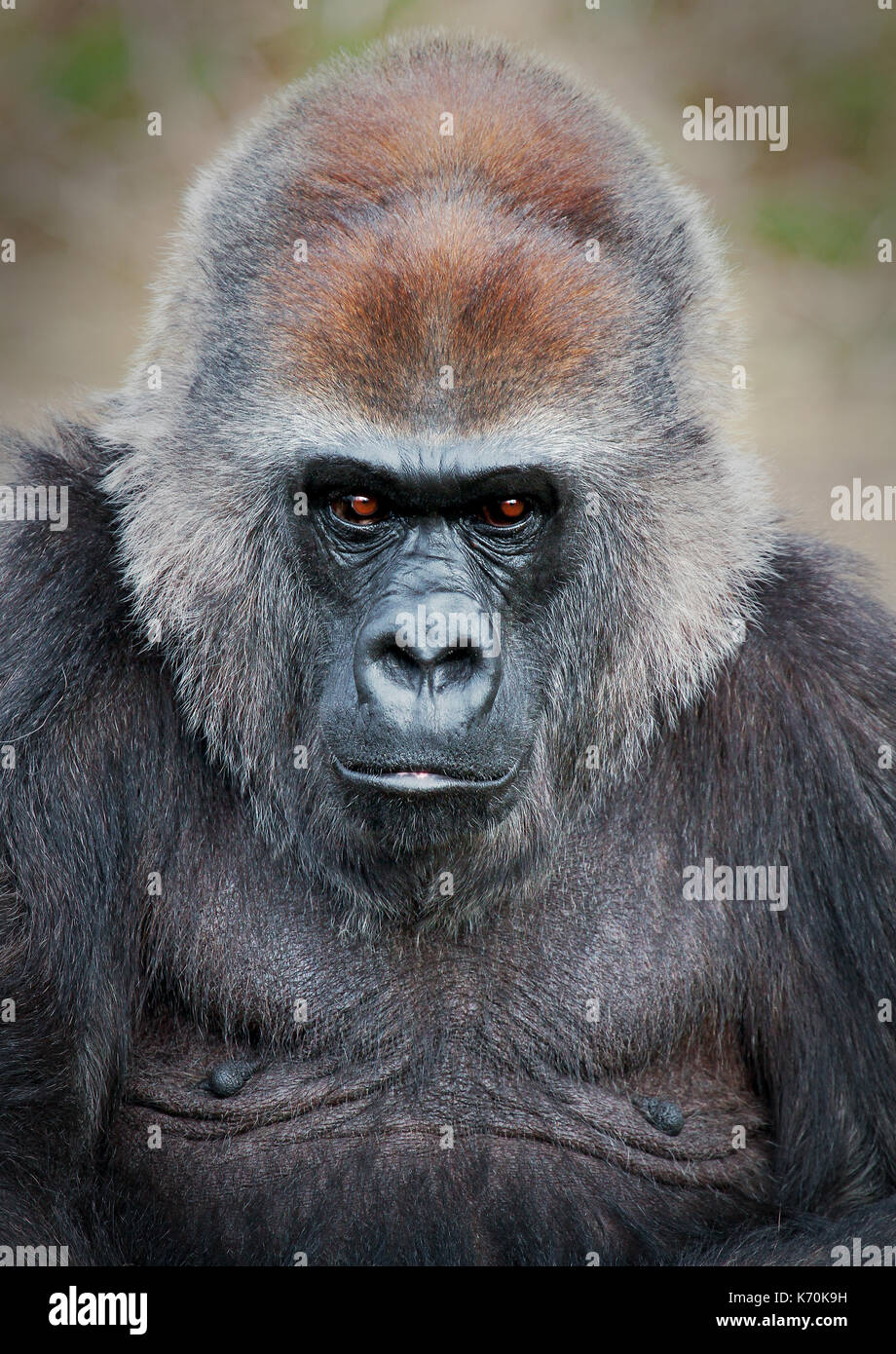Chest hairy portrait hi-res stock photography and images - Alamy