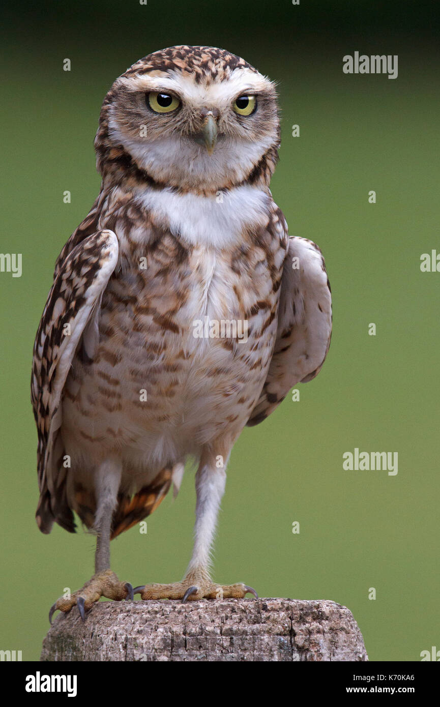 Owl eyebrows hi-res stock photography and images - Alamy