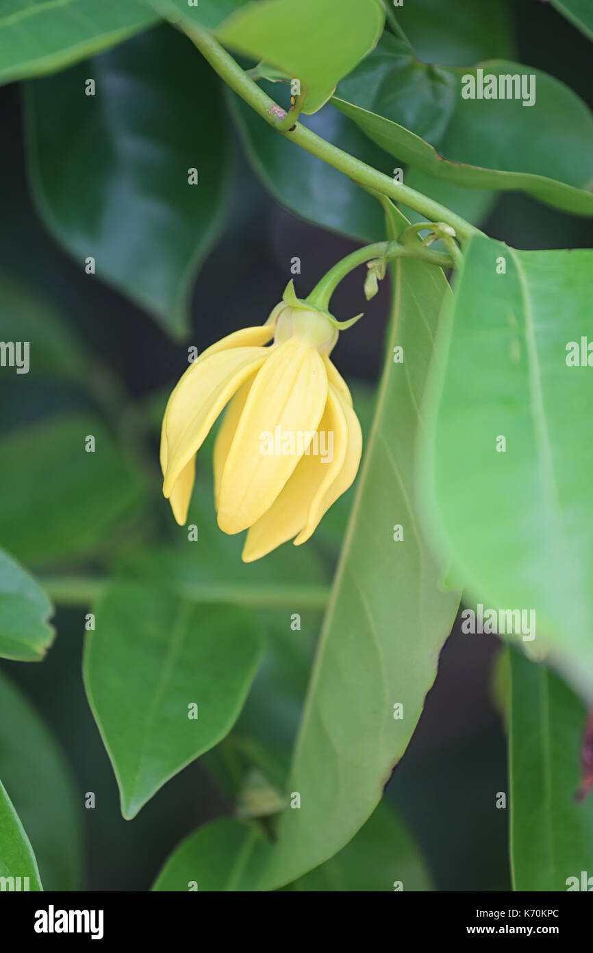 ylang ylang flower of yellow color bloom in the garden Stock Photo - Alamy