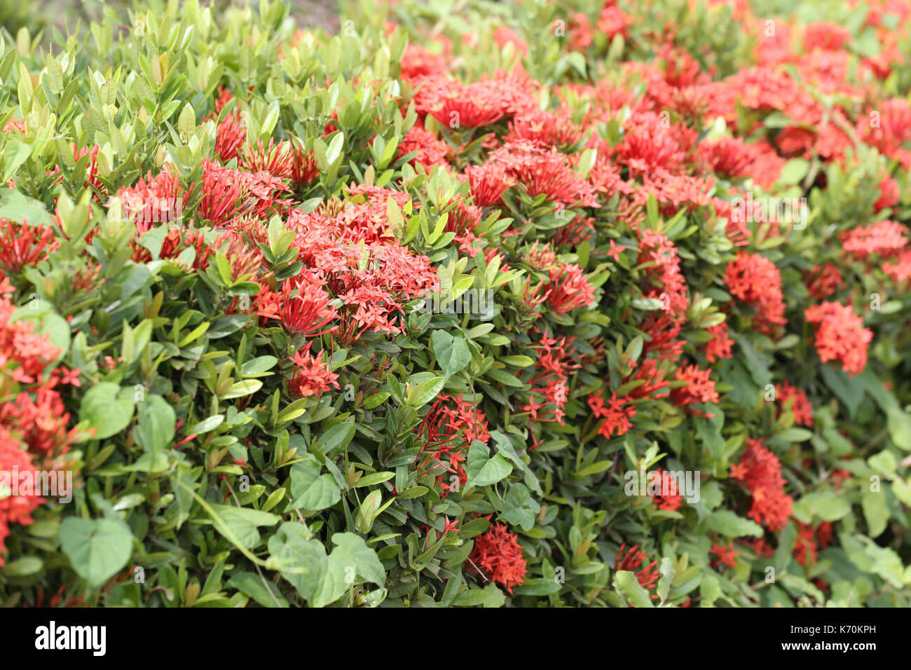 Rubiaceae flower of red color bloom in the garden Stock Photo - Alamy