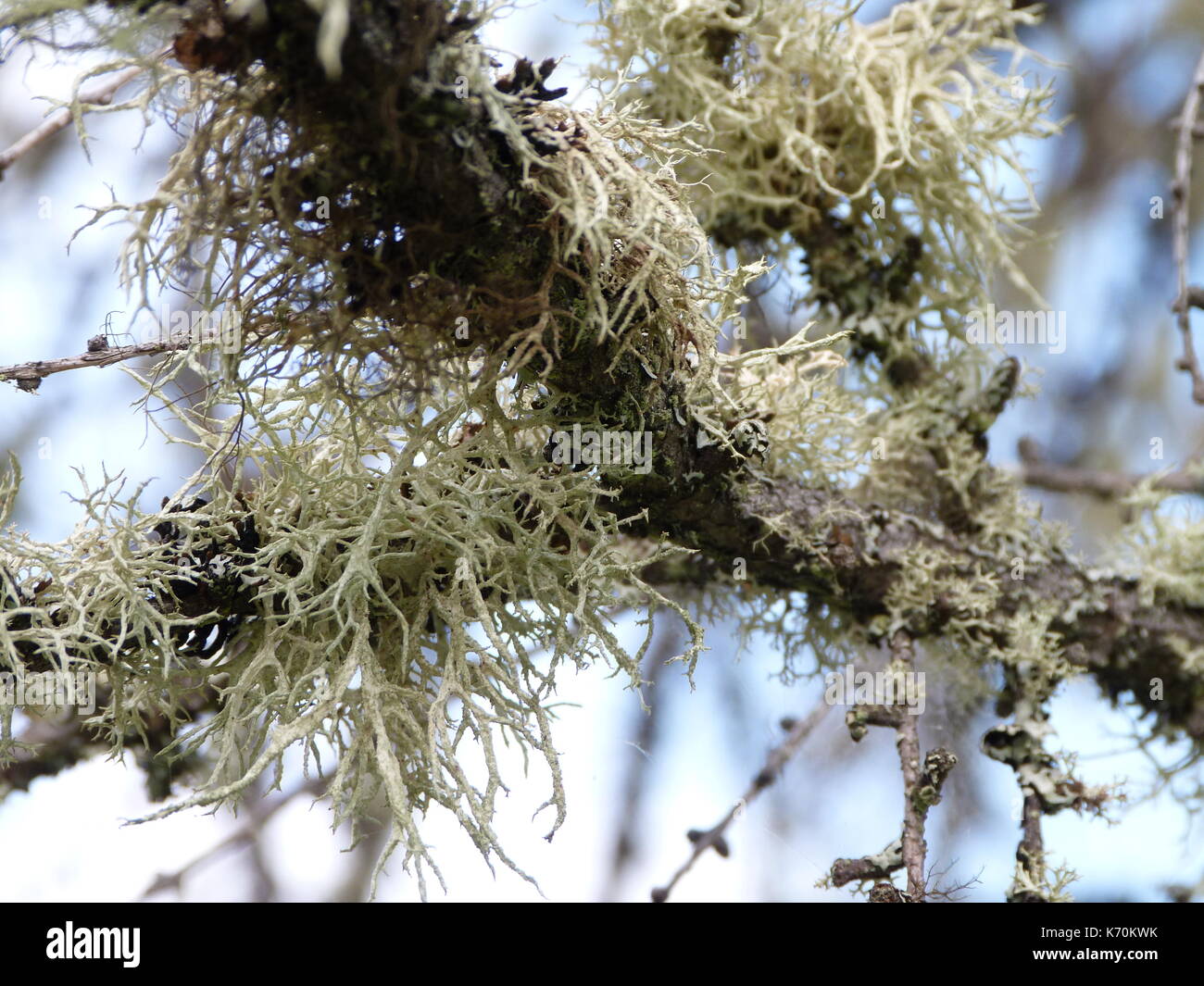 Wawa tree hi-res stock photography and images - Alamy