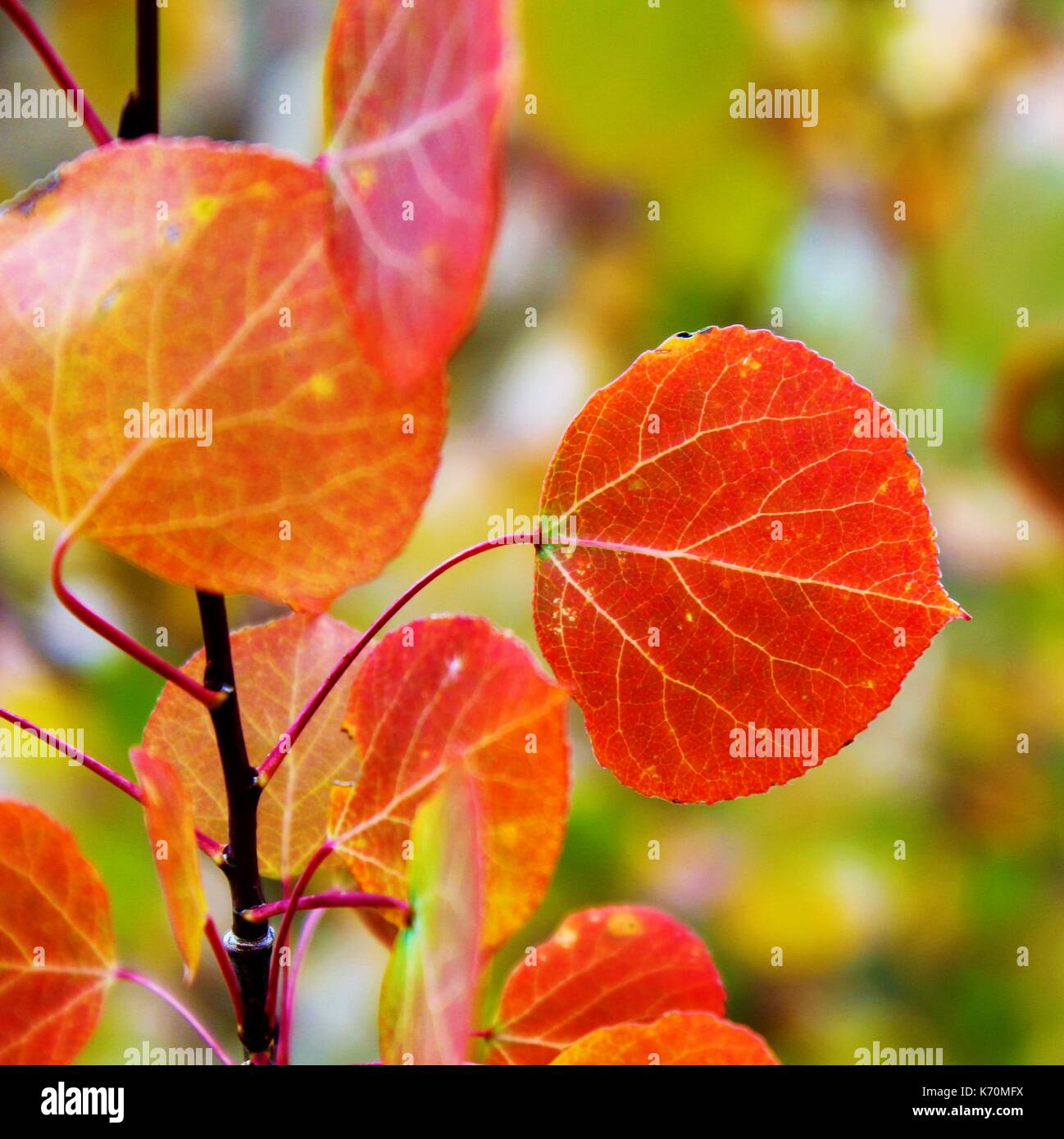 Aspen Leaf Veins Stock Photos & Aspen Leaf Veins Stock Images - Alamy
