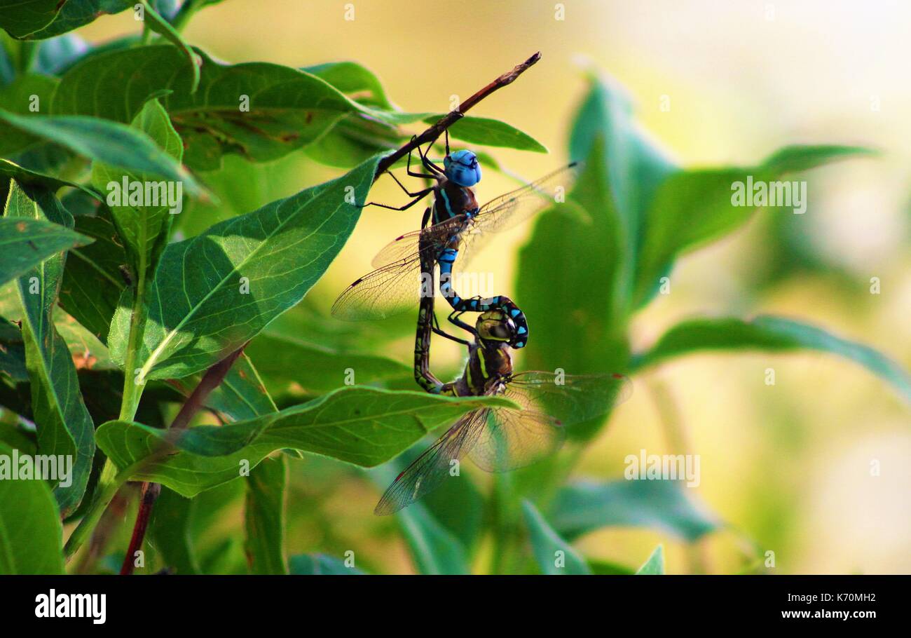 Dragonflies are flying insects hi-res stock photography and images - Alamy