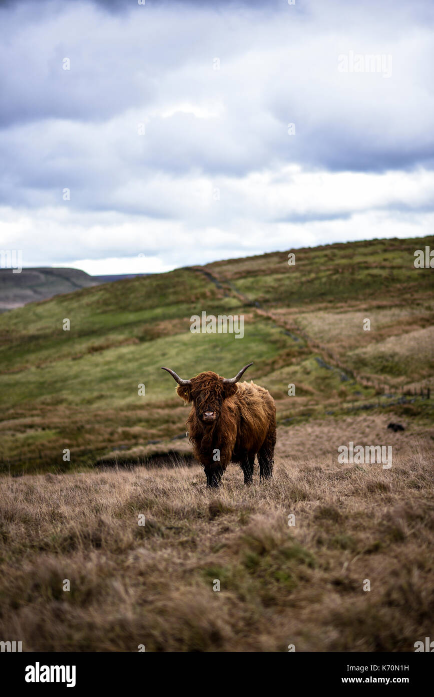 Highland cow feeding on moorland, UK Stock Photo - Alamy