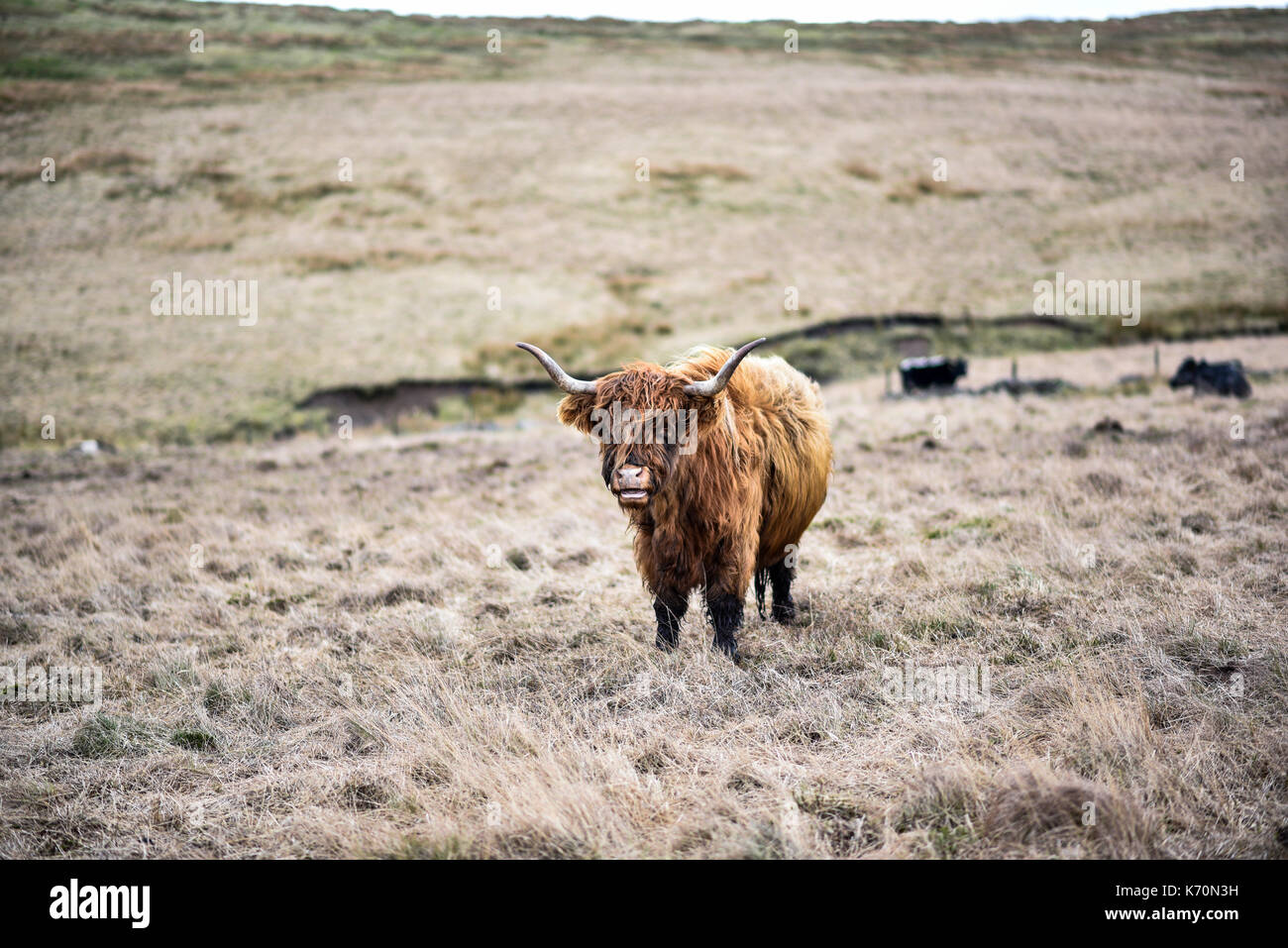 Highland cow feeding on moorland, UK Stock Photo - Alamy
