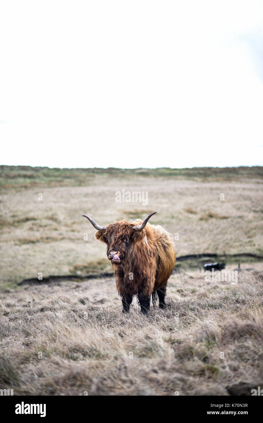 Highland cow feeding on moorland, UK Stock Photo - Alamy