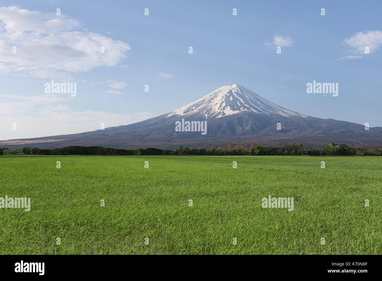Rice in the rice farming area and have Mount Fuji in the daytime ...