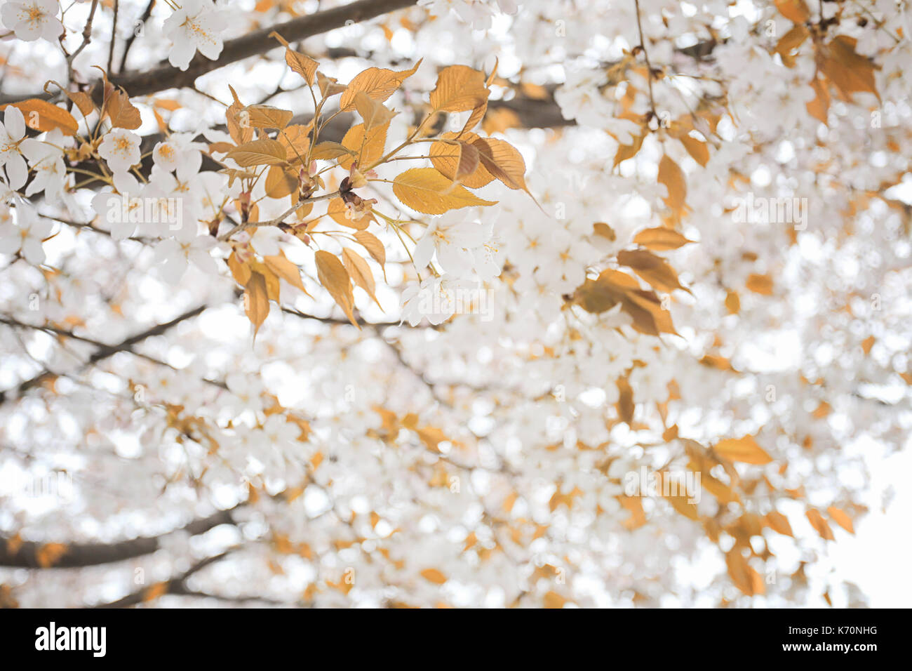 white sakura flower in blooming on tree in the japan garden Stock Photo ...