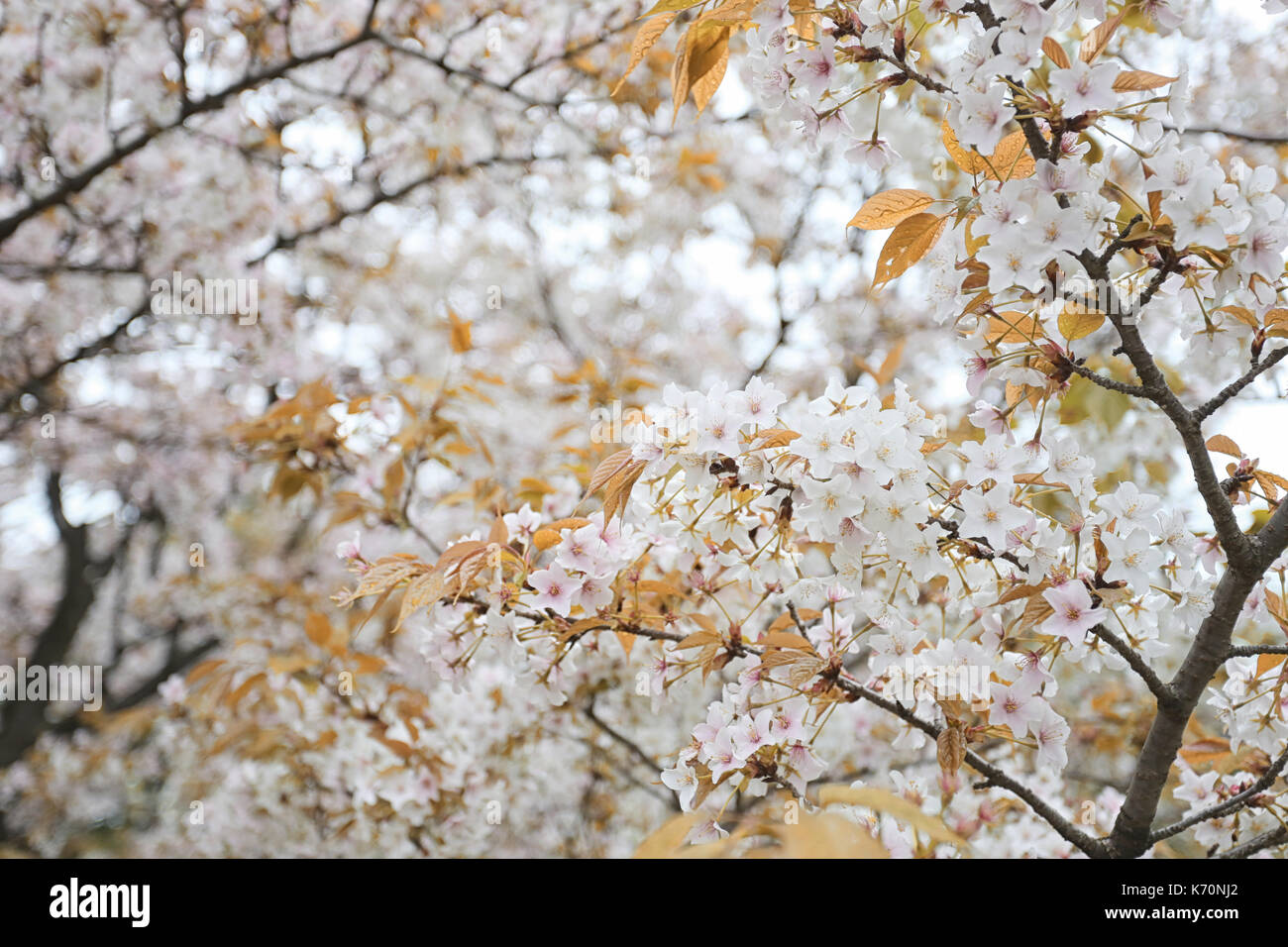 white sakura flower in blooming on tree in the japan garden Stock Photo ...
