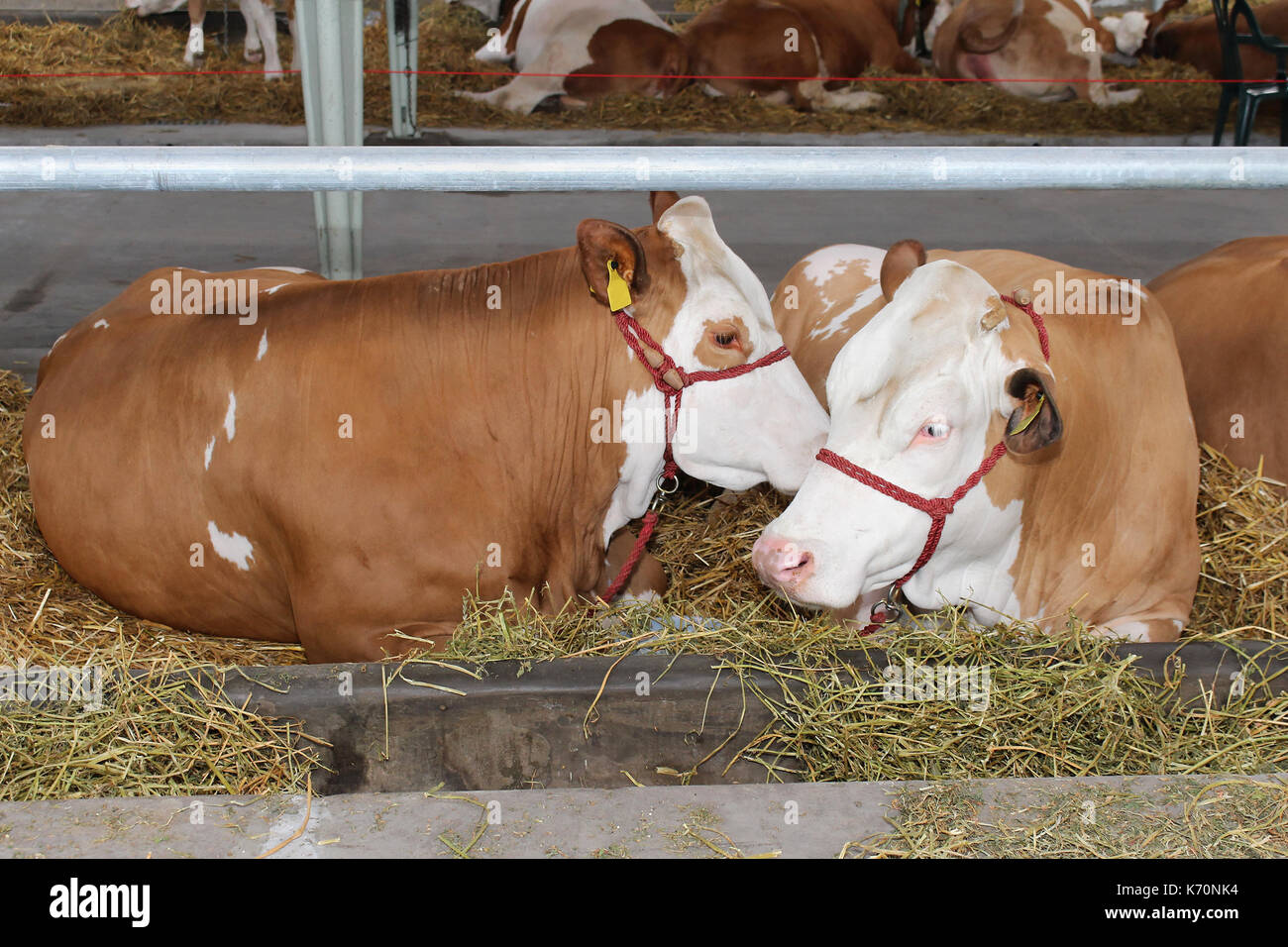 Domestic cows inside farm laying on hay Stock Photo - Alamy