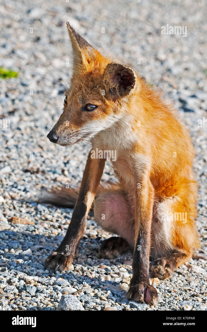 Red fox sitting on hi-res stock photography and images - Alamy