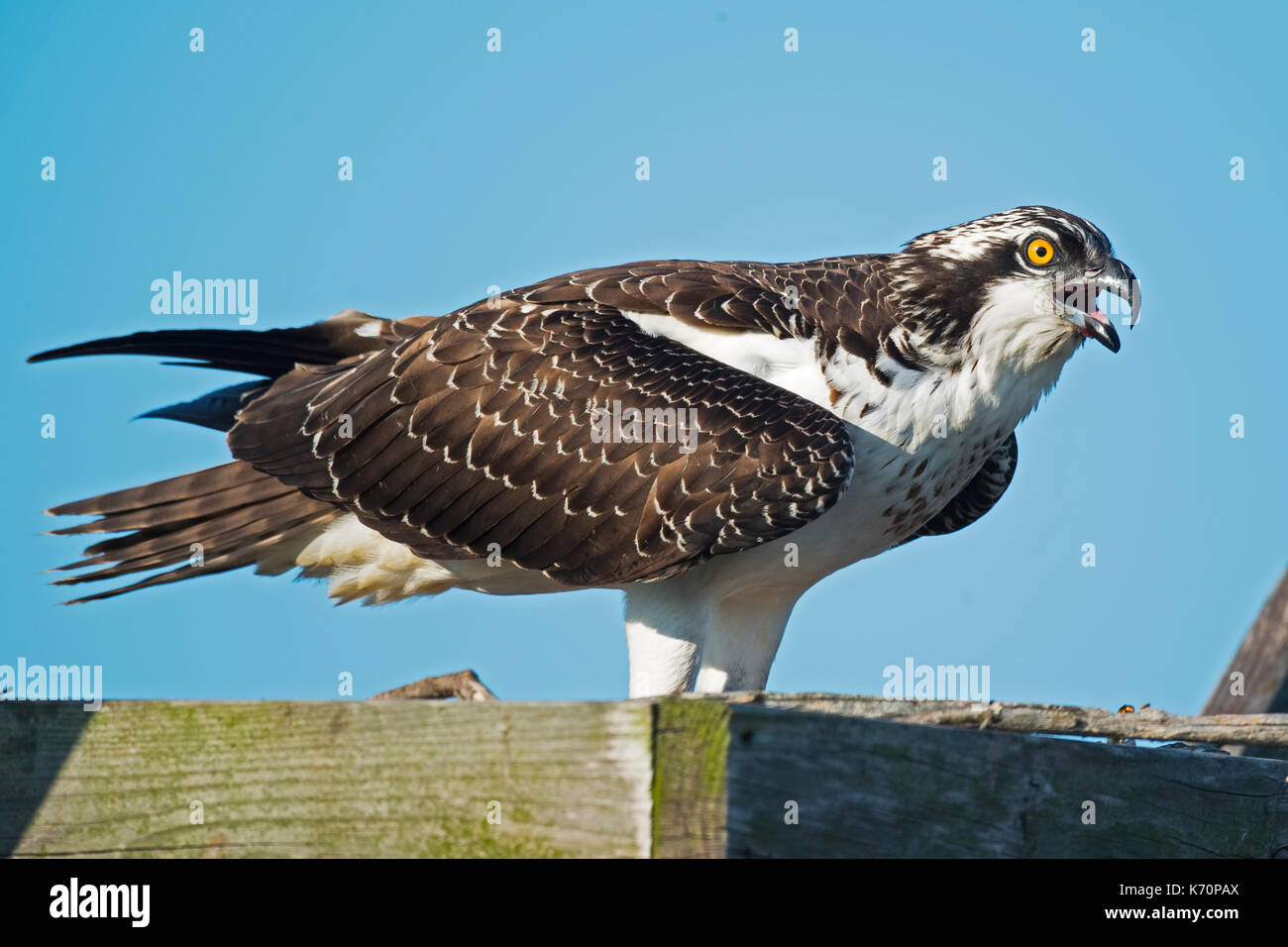Juvenile osprey hi-res stock photography and images - Alamy
