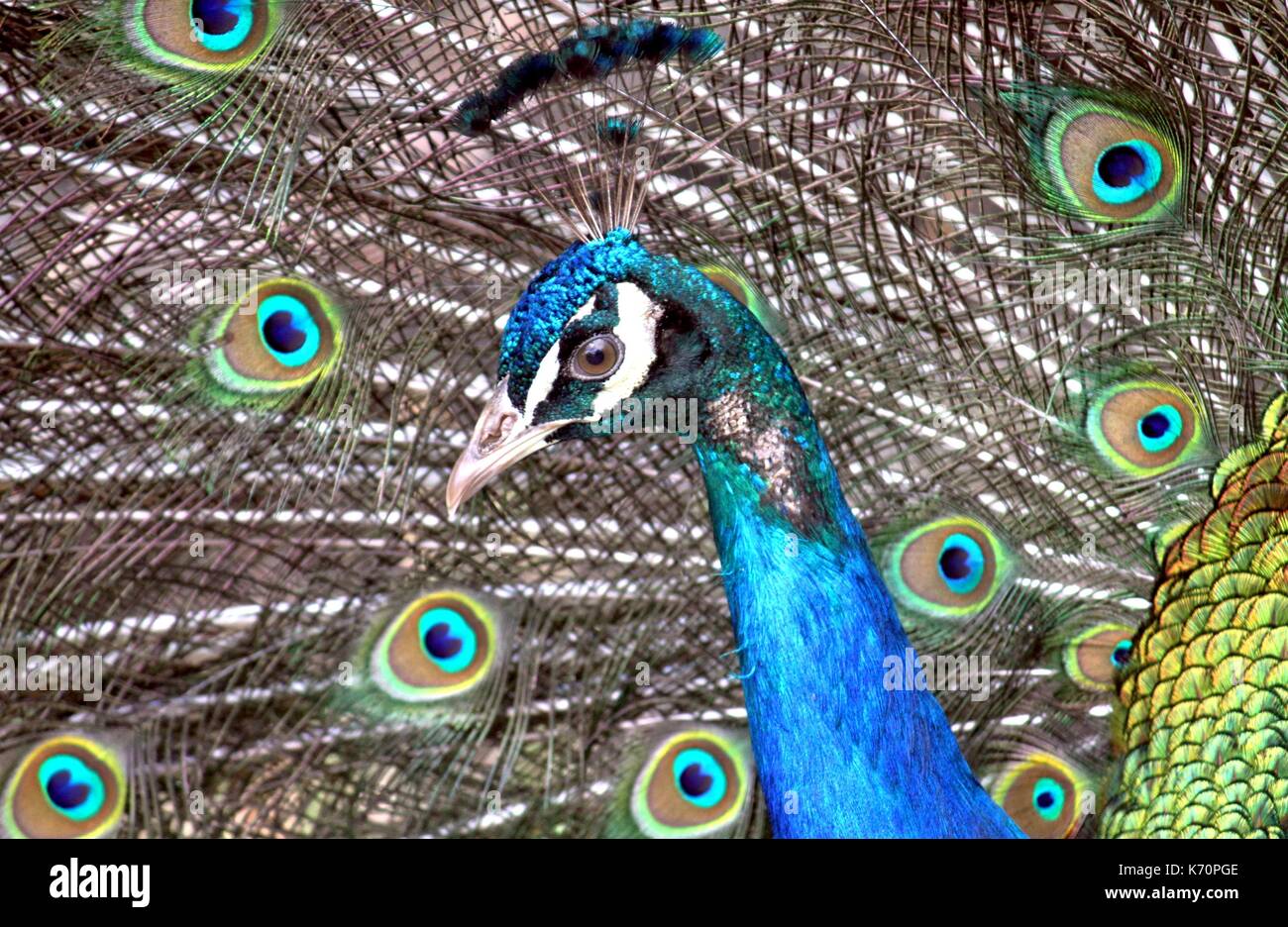 Peacock Tail Fanning Display Stock Photo - Alamy