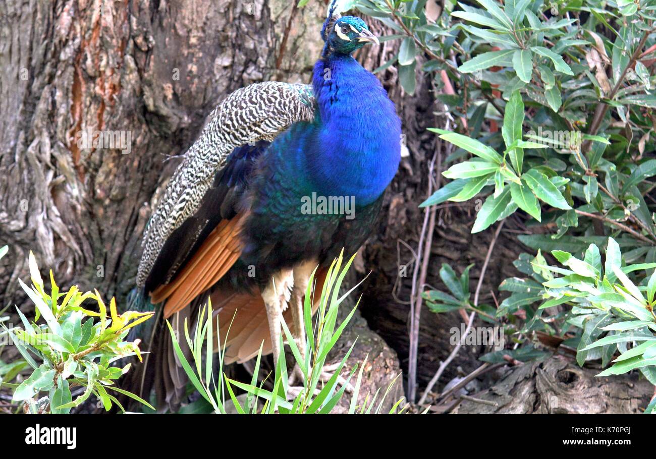 Peacock fanning its tail hi-res stock photography and images - Alamy