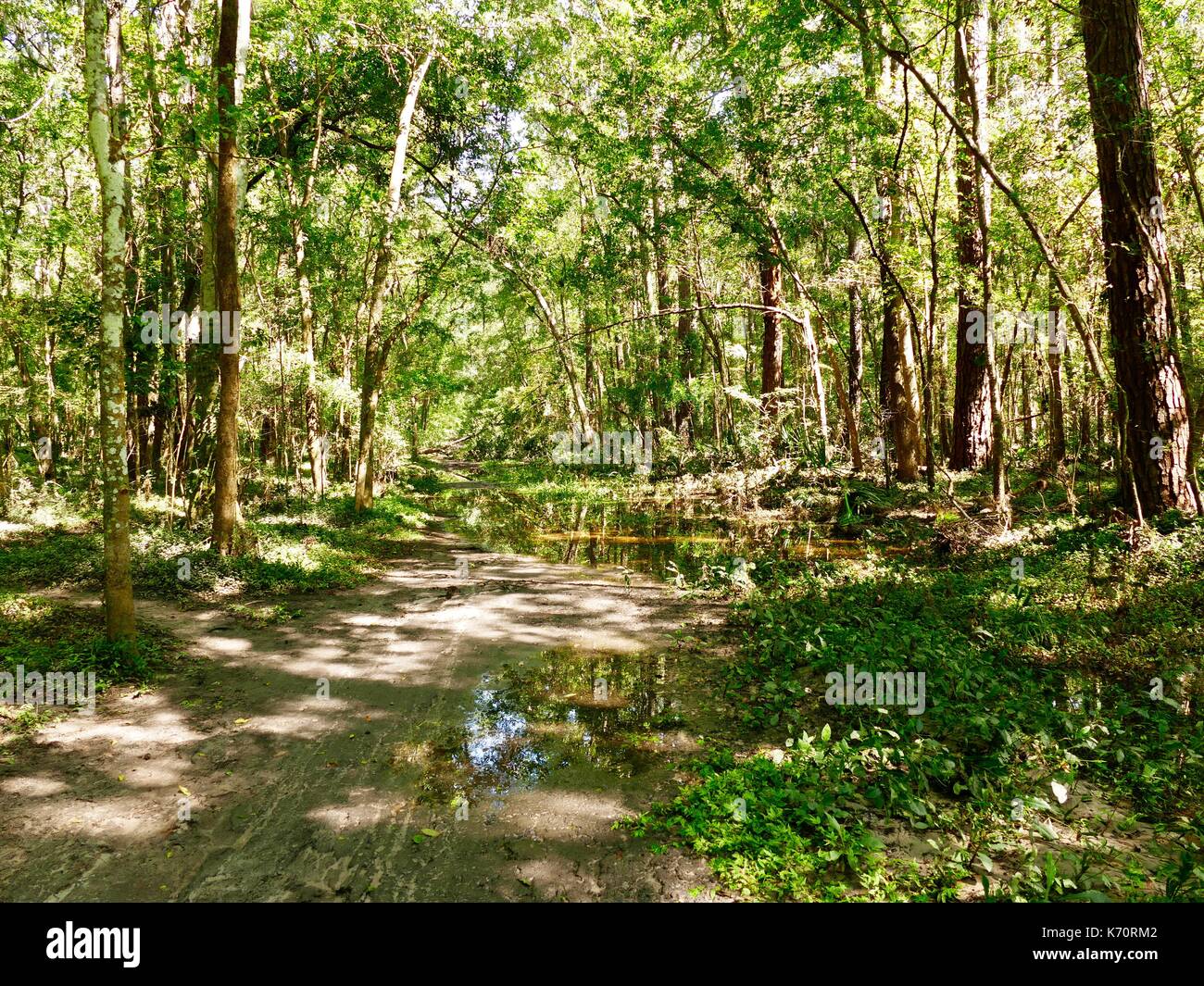 Fallen trees and flooded path in heavily forested nature park in the ...