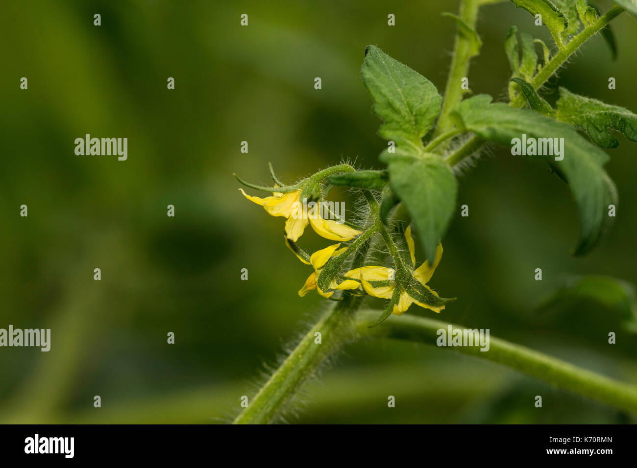 Cultivated tomato plant in bloom Stock Photo - Alamy