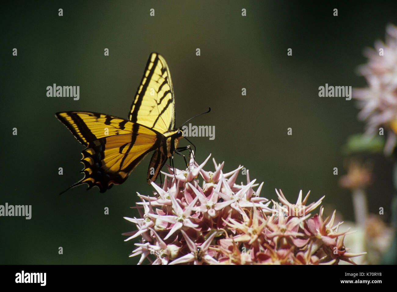 Swallowtail butterfly, Hells Canyon National Recreation Area, Oregon ...
