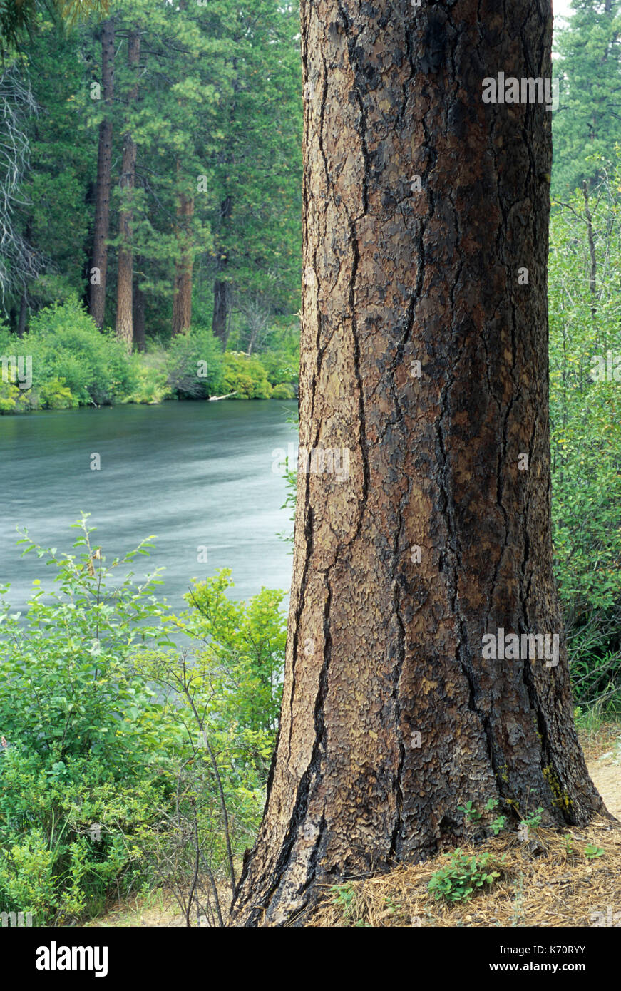 Ponderosa pine (Pinus ponderosa), Metolius Wild & Scenic River ...