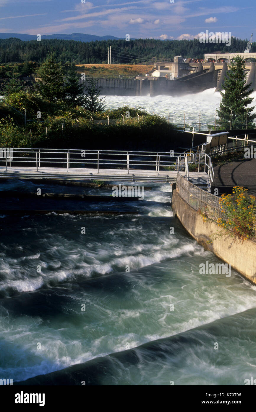 Bonneville Dam and fish ladder, Columbia River Gorge National Scenic ...