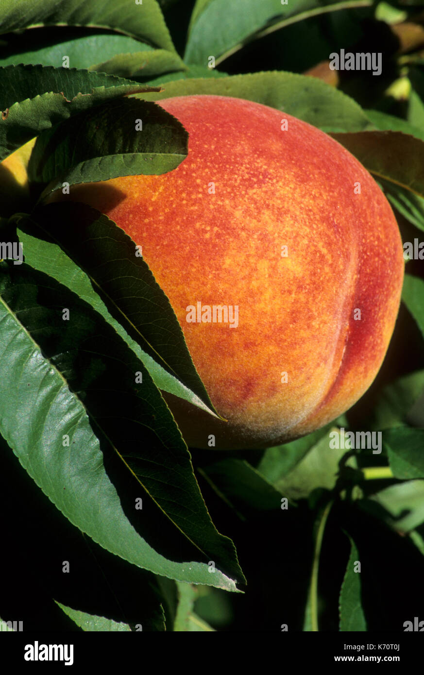 Veteran peach hi-res stock photography and images - Alamy