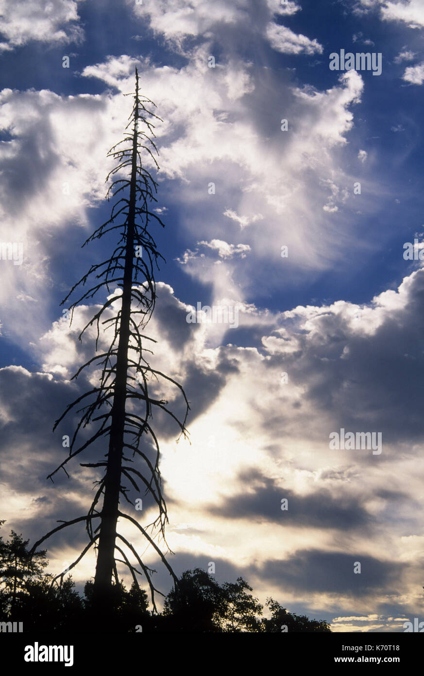 Rogue siskiyou national forest hi-res stock photography and images - Alamy