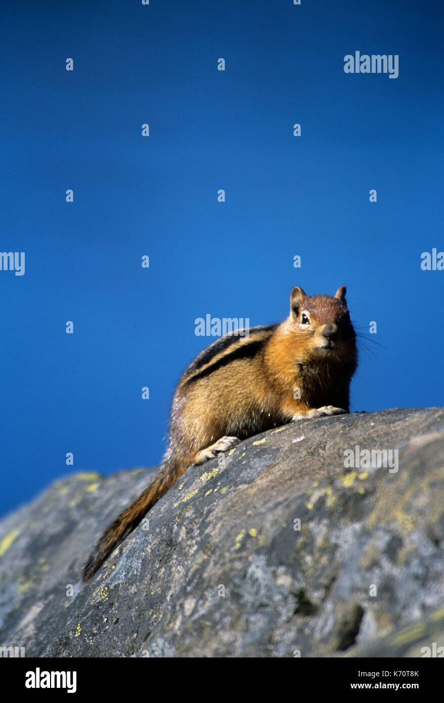Golden-mantled ground squirrel (Spermophilus lateralis), Olallie Lake ...