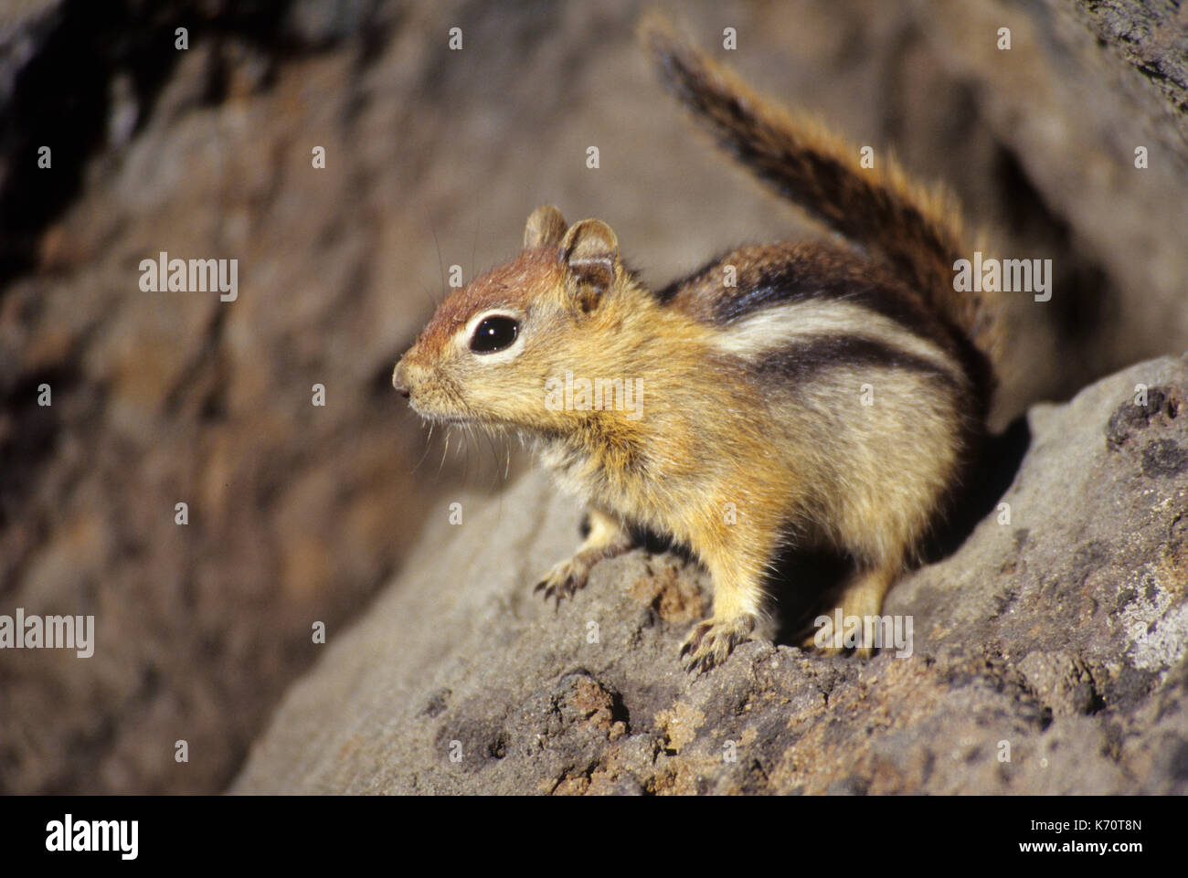 Golden-mantled ground squirrel (Spermophilus lateralis), Olallie Lake ...