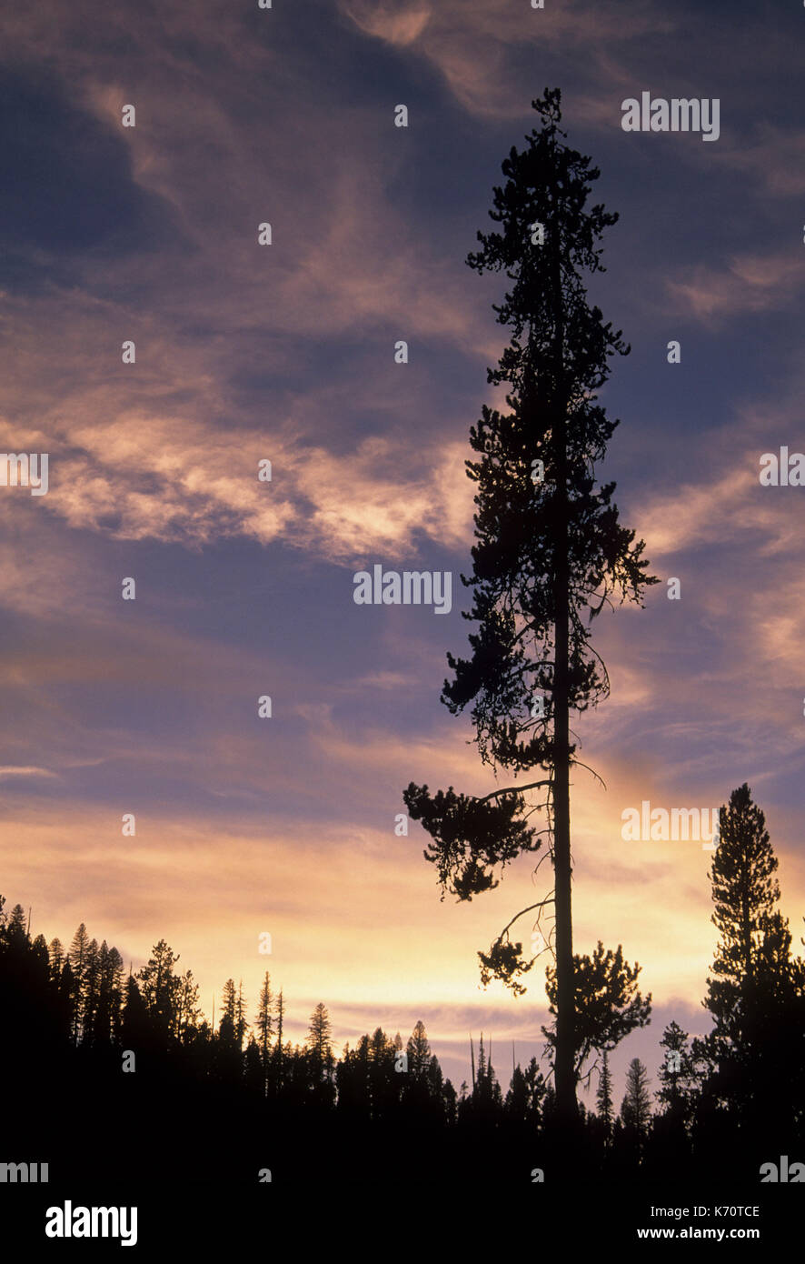 Lodgepole pine (Pinus contorta) sunset, North Fork John Day Wild ...
