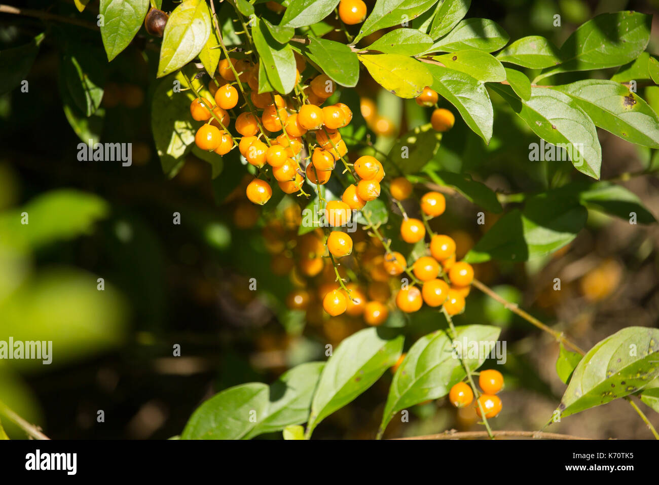 Close up Small seed of Duranta repens Flower on tree Stock Photo - Alamy