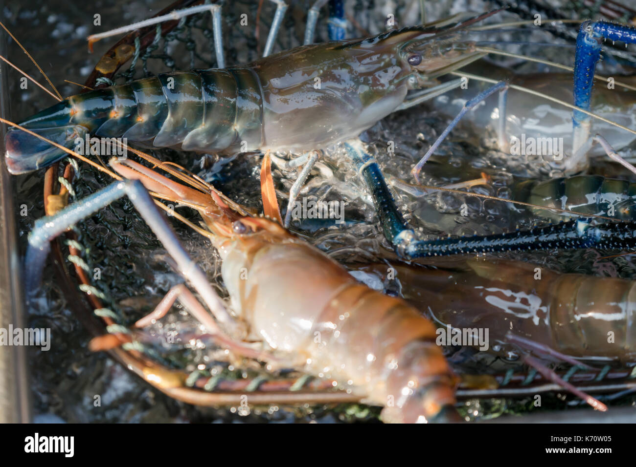 Giant prawn hi-res stock photography and images - Alamy