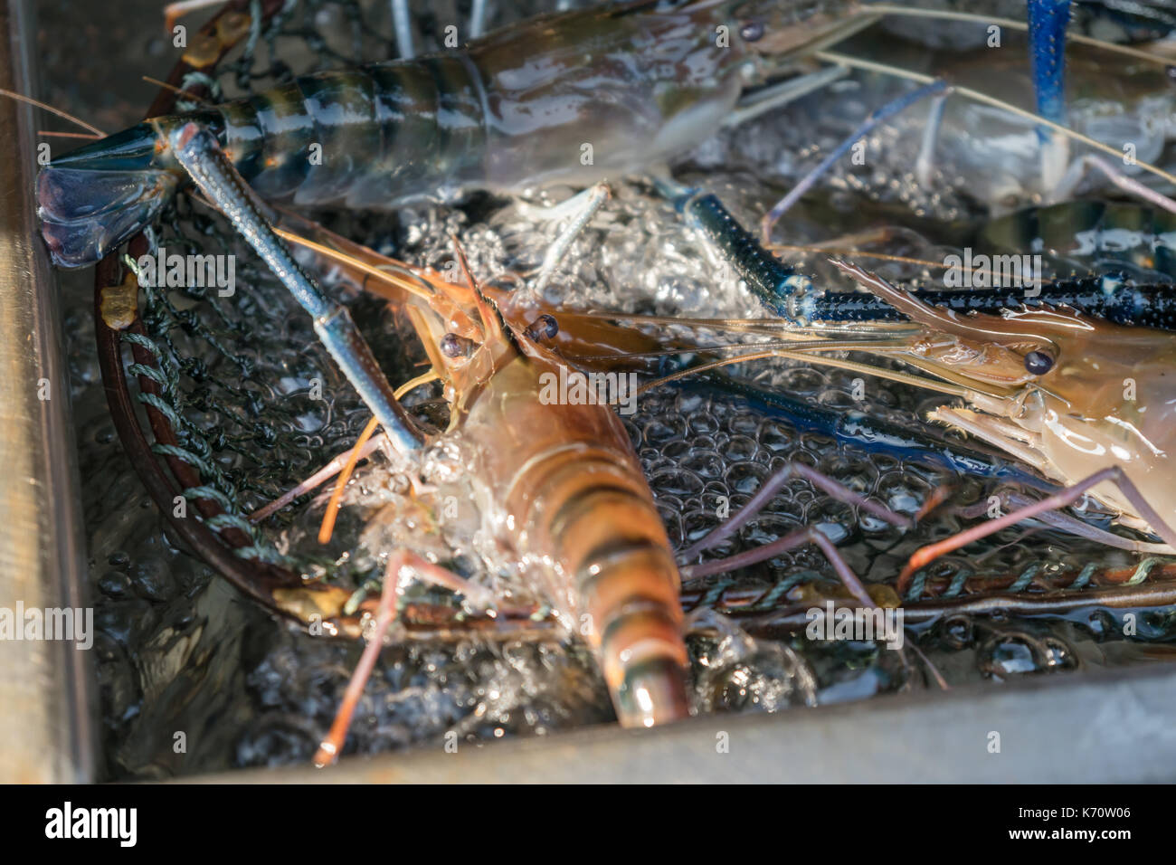 Giant prawn hi-res stock photography and images - Alamy