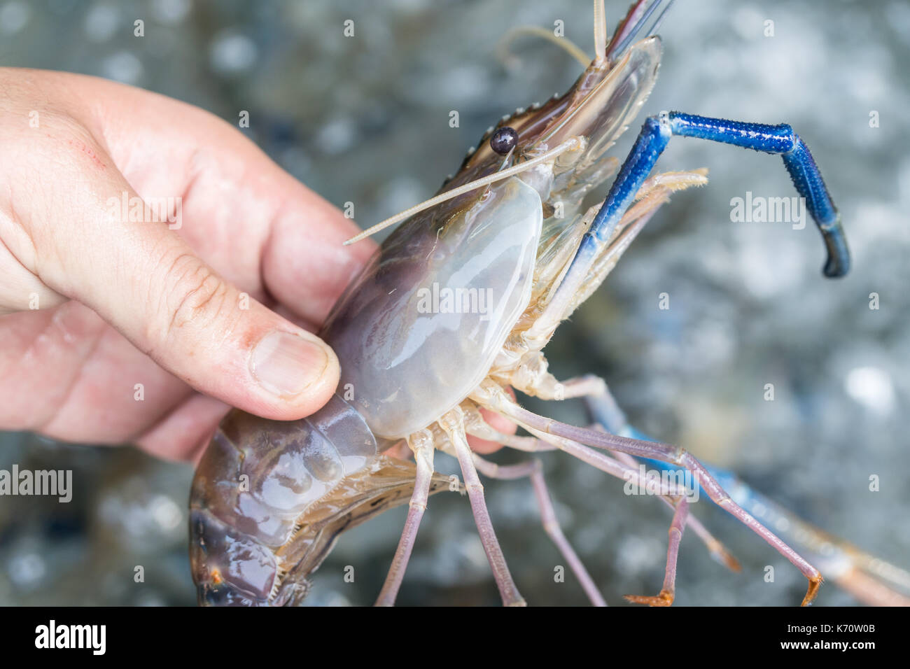 Giant prawn hi-res stock photography and images - Alamy
