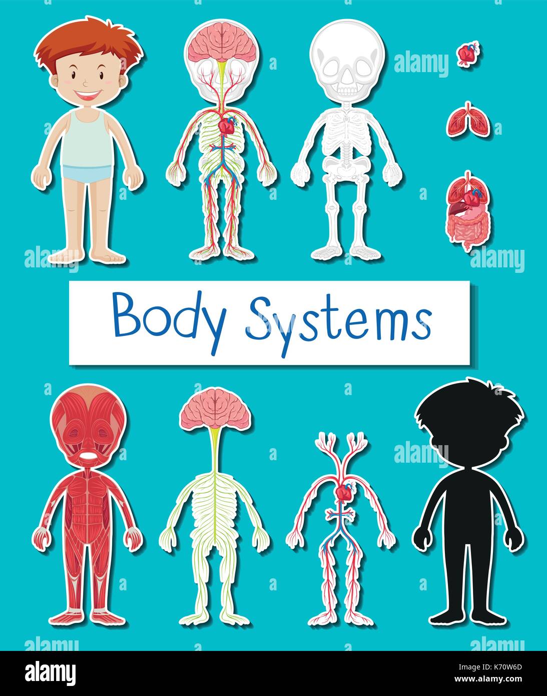 Little boy and body system poster illustration Stock Vector Image & Art ...
