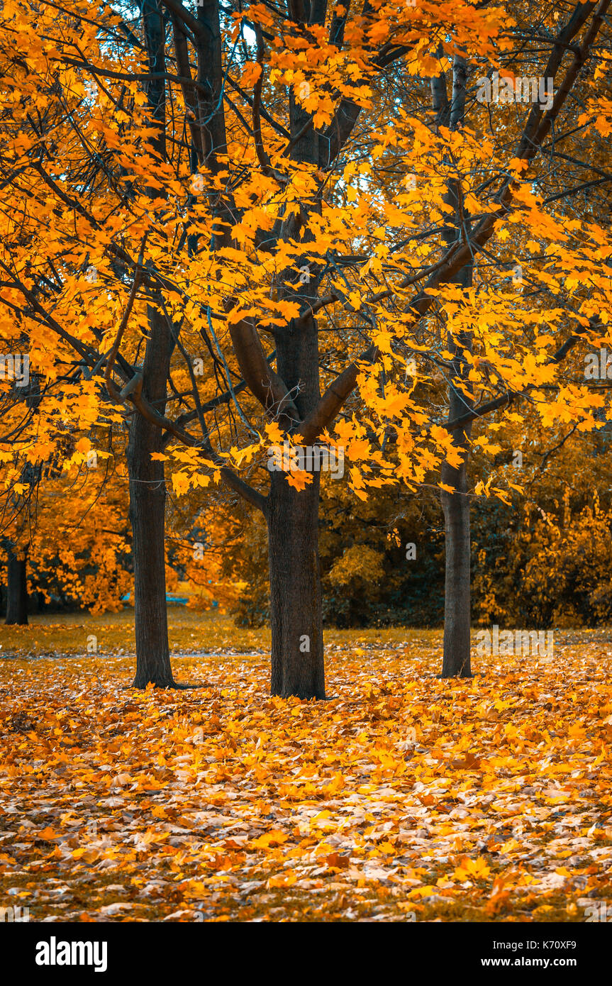 Autunm tree in the park, perfect fall scenery Stock Photo - Alamy